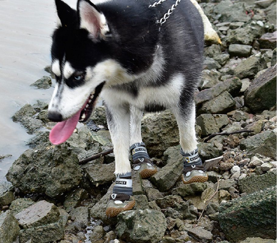 Trending Pet Supplies in 2026: What Every Pet Owner Should Know – SoCal ...